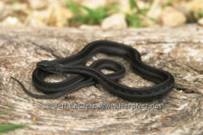 Common Gartersnake (Thamnophis sirtalis) – Amphibians and Reptiles of Iowa