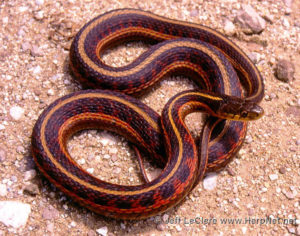 Common Gartersnake (Thamnophis sirtalis) – Amphibians and Reptiles of Iowa
