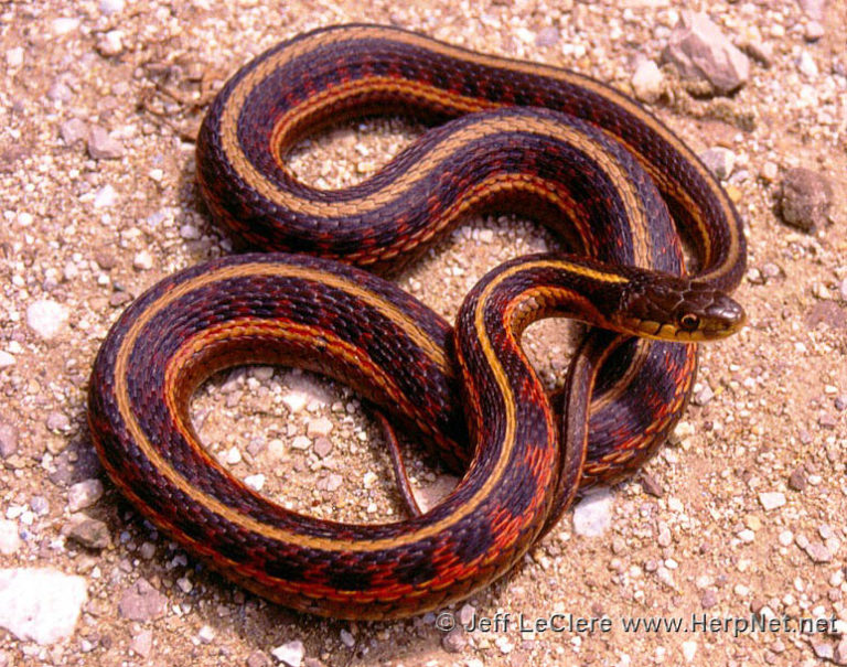 Common Gartersnake (Thamnophis sirtalis) – Amphibians and Reptiles of Iowa